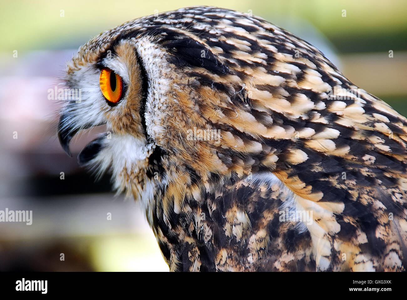 Owls Of Italy High Resolution Stock Photography and Images - Alamy