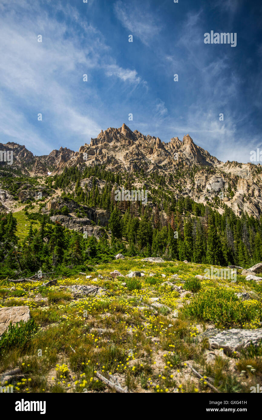 Trees on mountain Stock Photo - Alamy