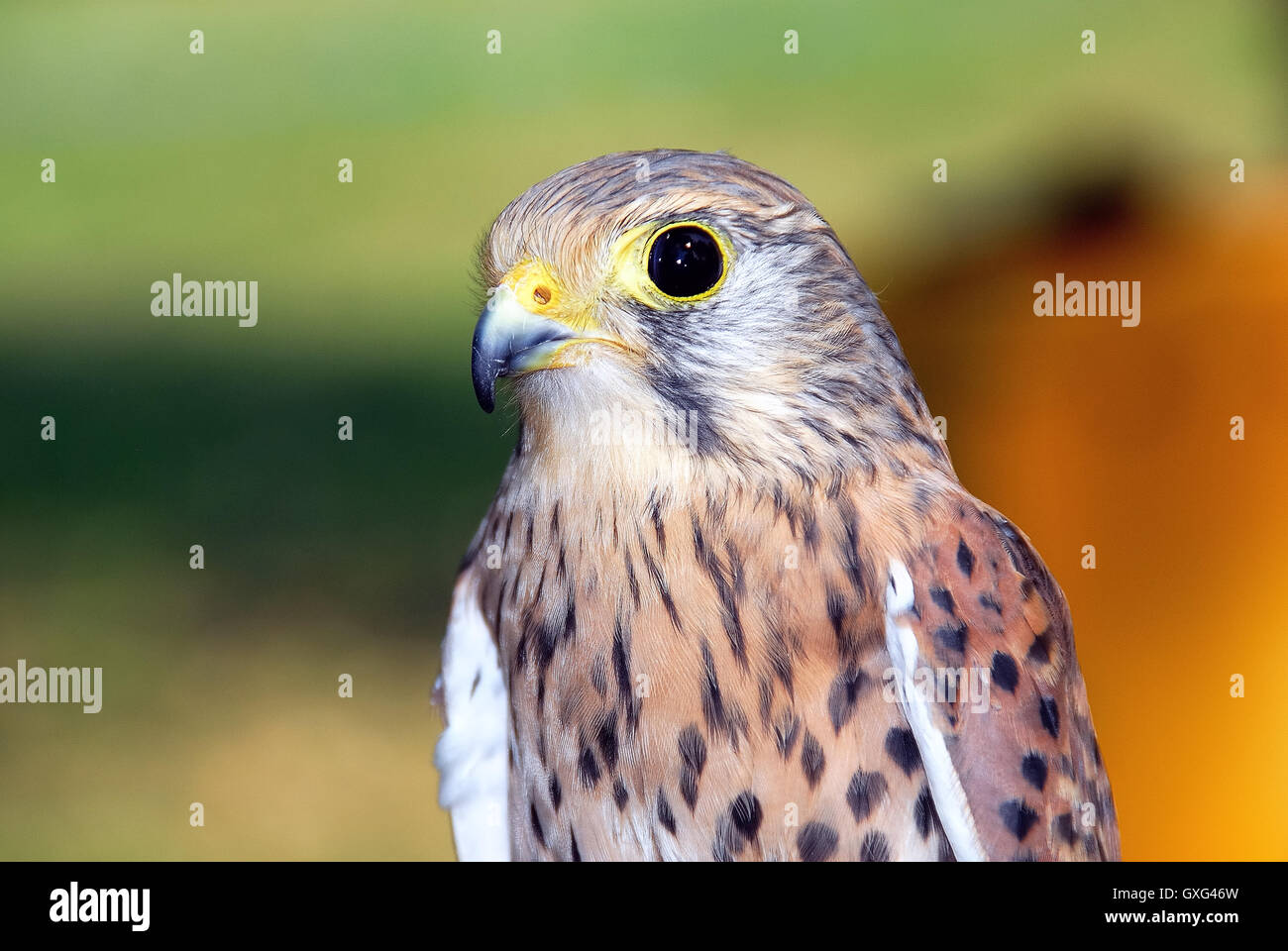 The common kestrel (Falco tinnunculus) is a bird of prey species ...