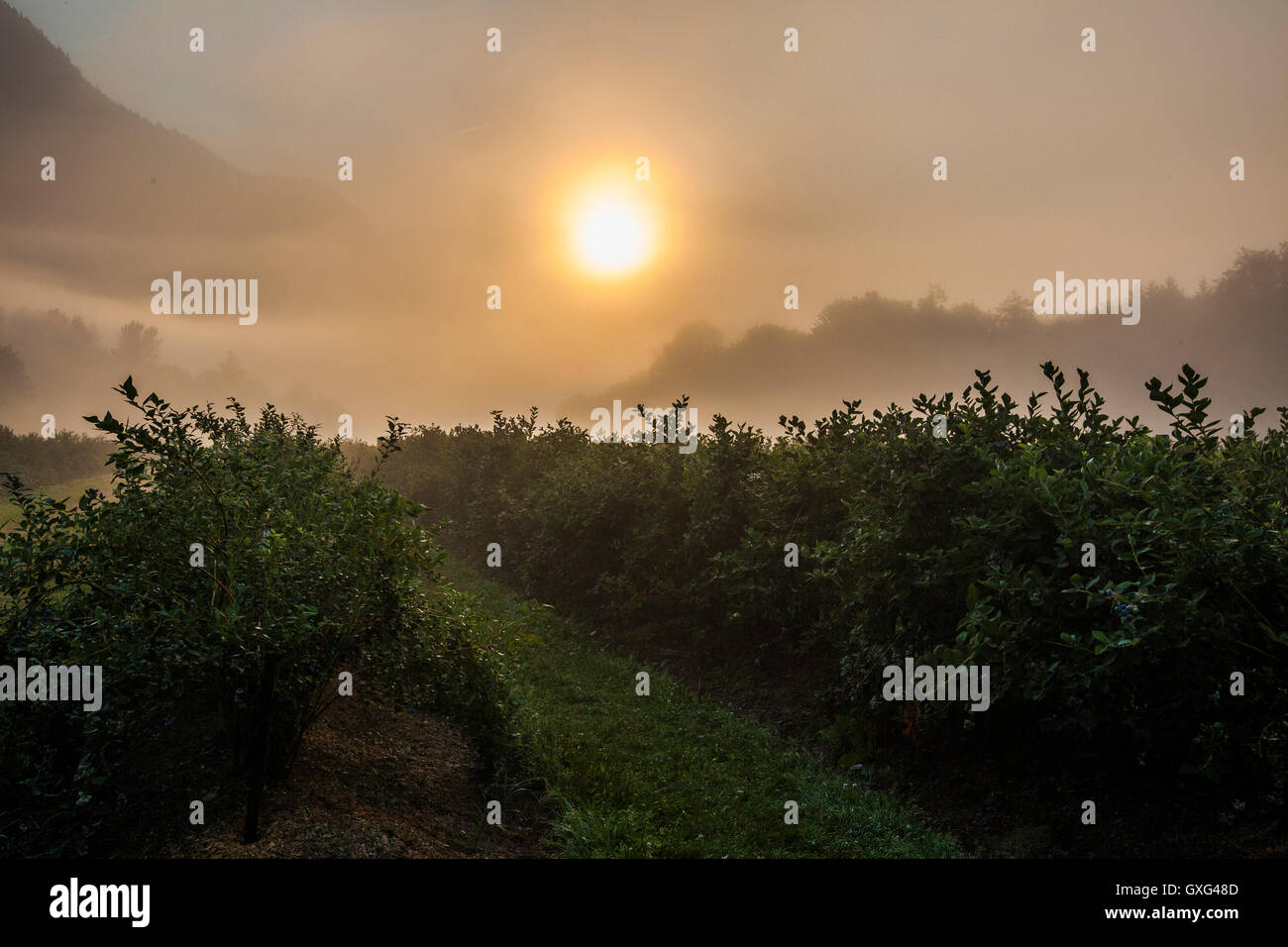 Blueberry bushes on farm at sunset Stock Photo - Alamy