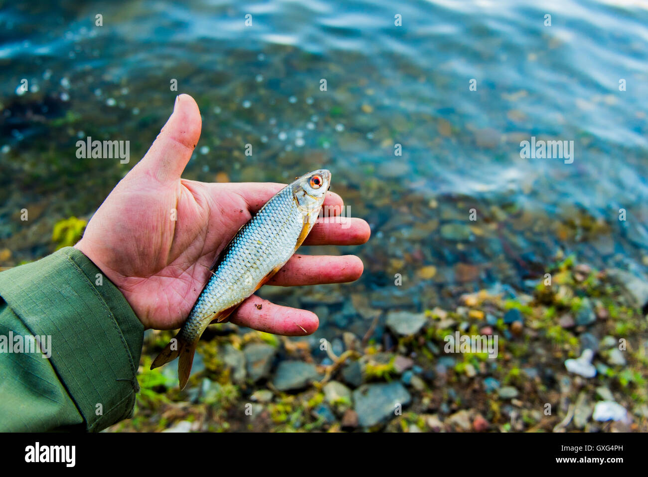Hand holding small fish at river Stock Photo - Alamy