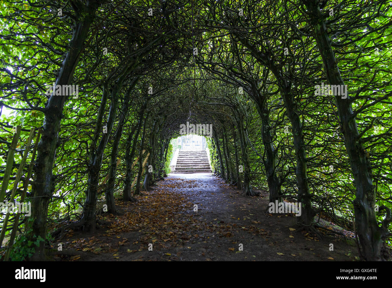 Overarching trees hi-res stock photography and images - Alamy