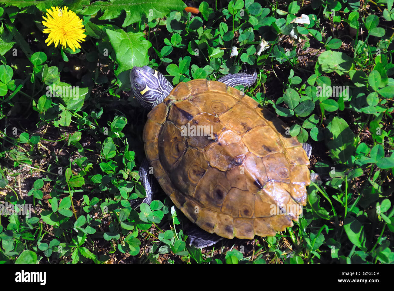 Yellow bellied sliders hi-res stock photography and images - Alamy