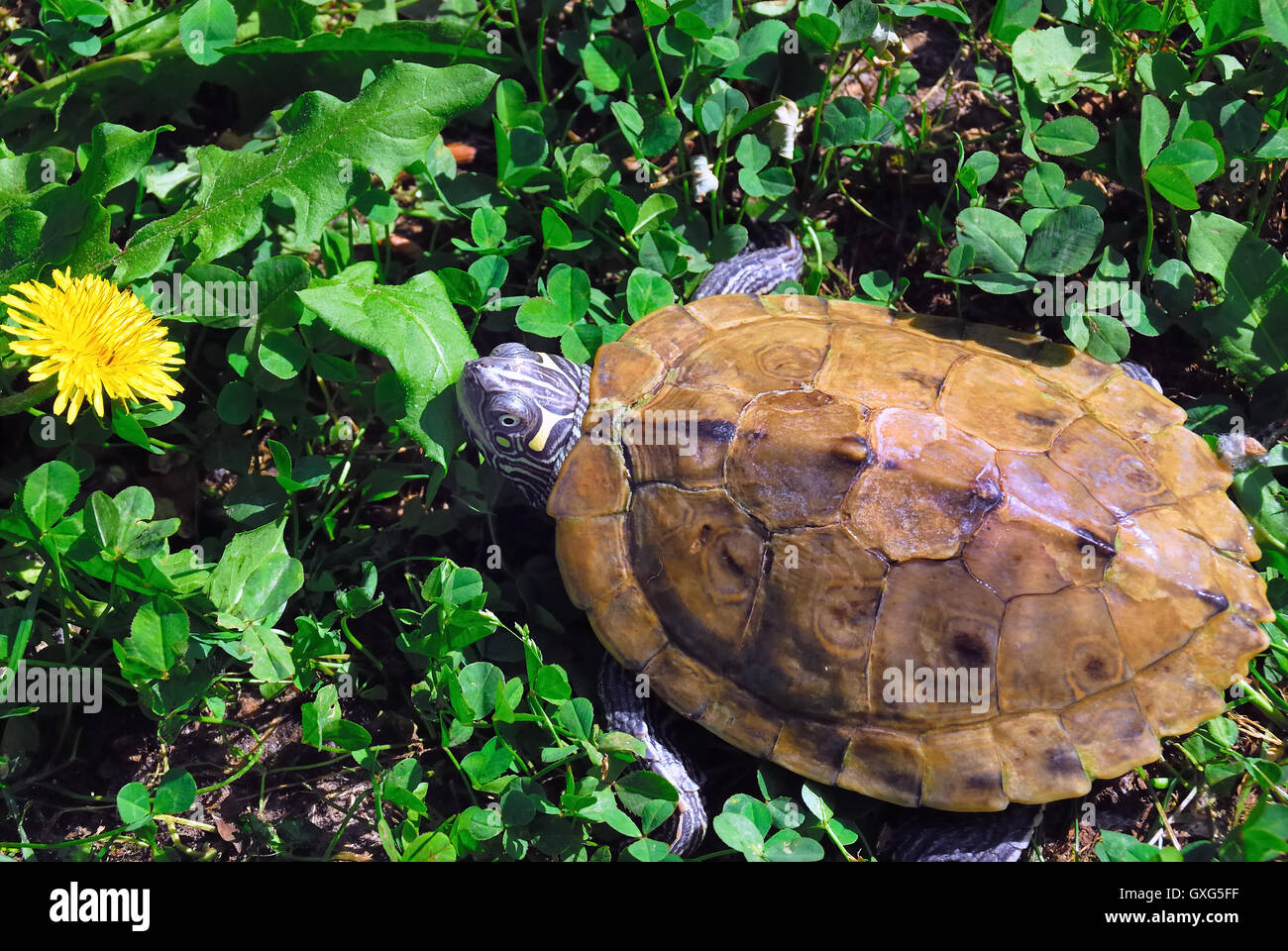 The yellow-bellied slider (Trachemys scripta scripta) is a land and ...