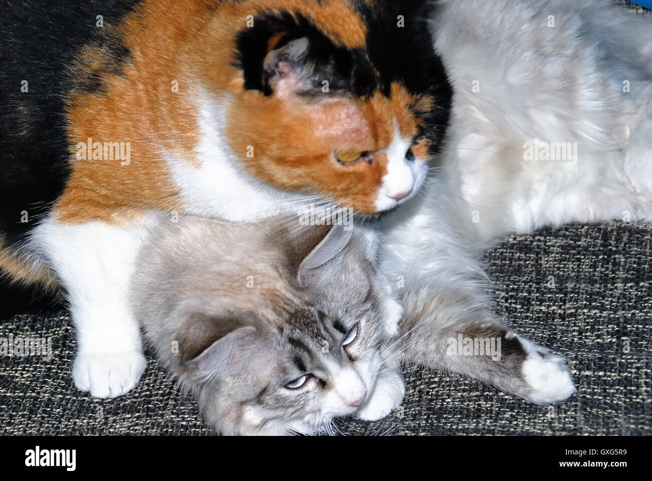 Two cats are fighting in fun Stock Photo - Alamy