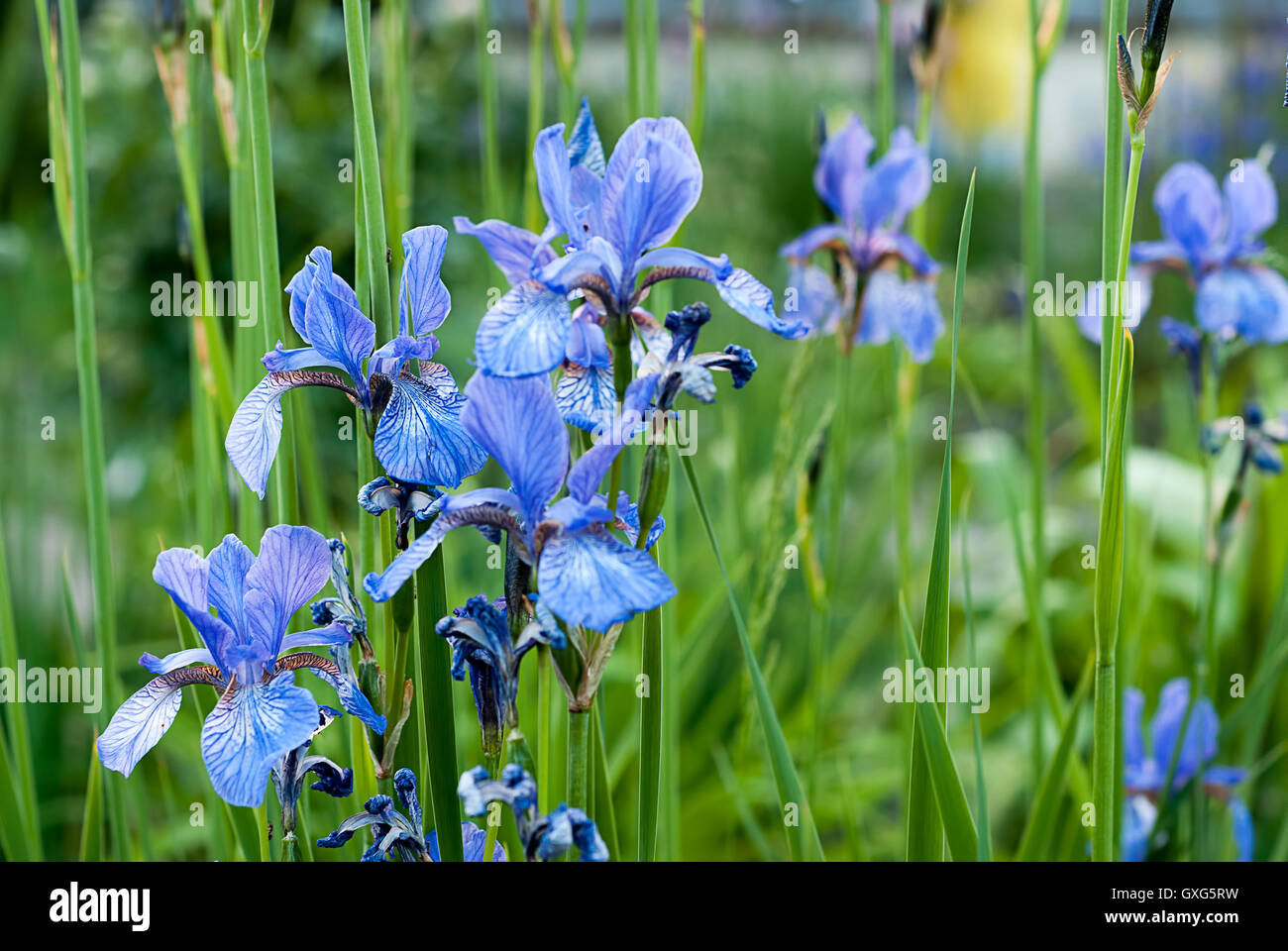 Closeup of purple wild iris flowers Stock Photo - Alamy