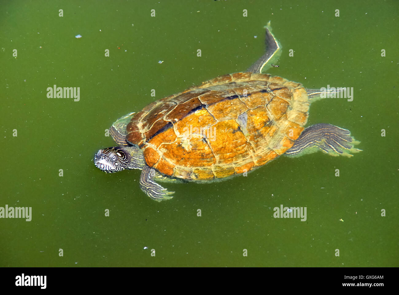 Yellow bellied sliders hi-res stock photography and images - Alamy