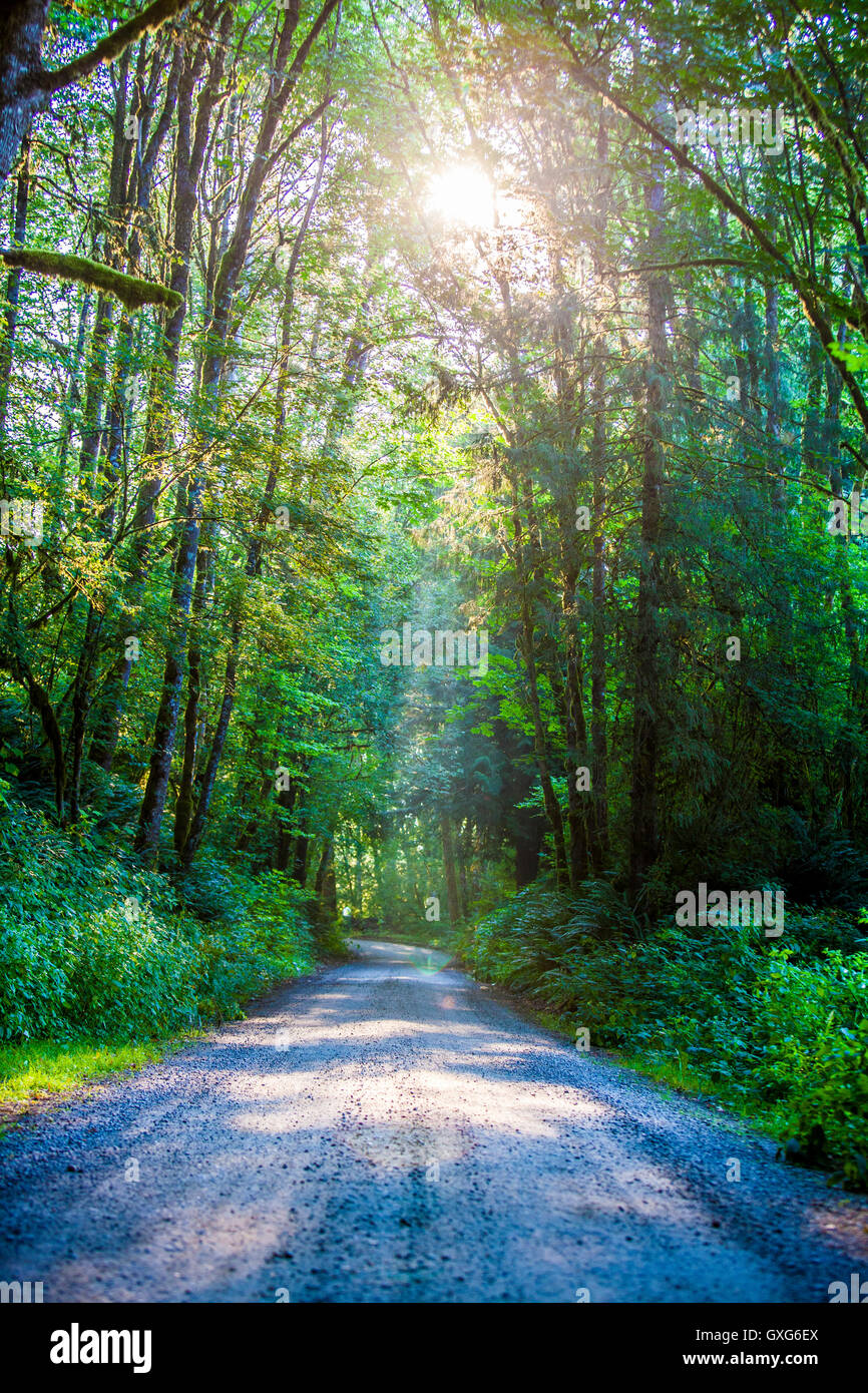 Sunbeam through trees on forest path Stock Photo - Alamy