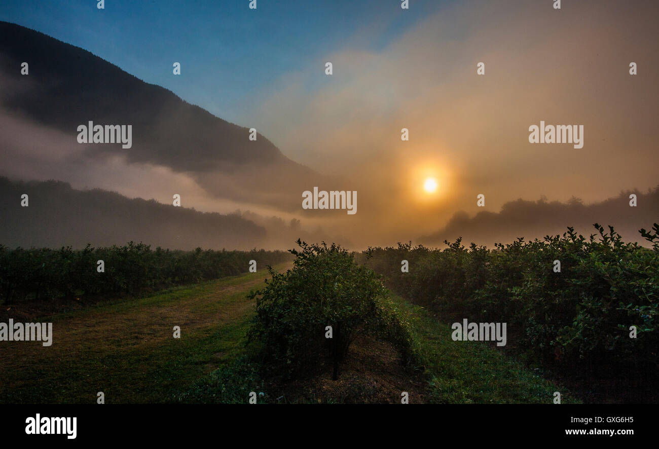 Blueberry bushes on farm at sunset Stock Photo - Alamy