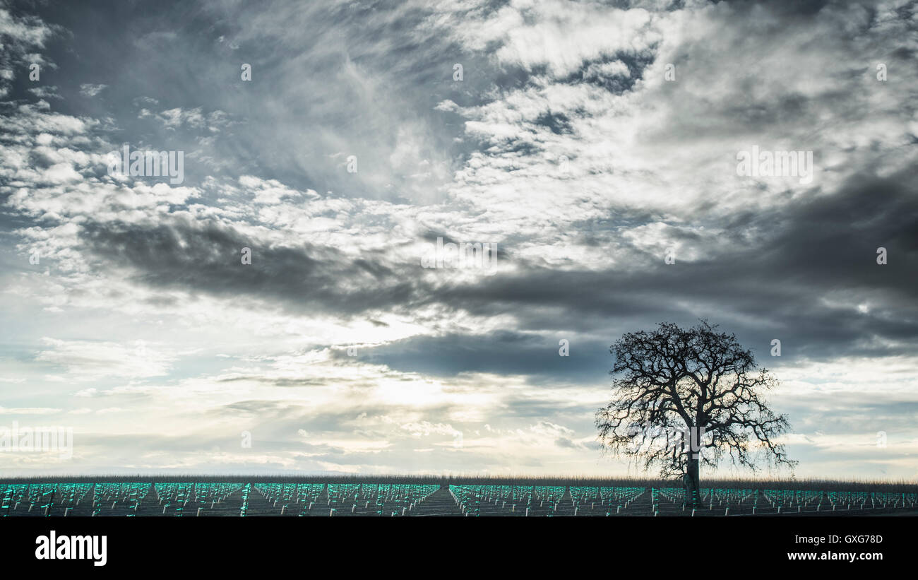 Clouds over crop field and tree Stock Photo - Alamy