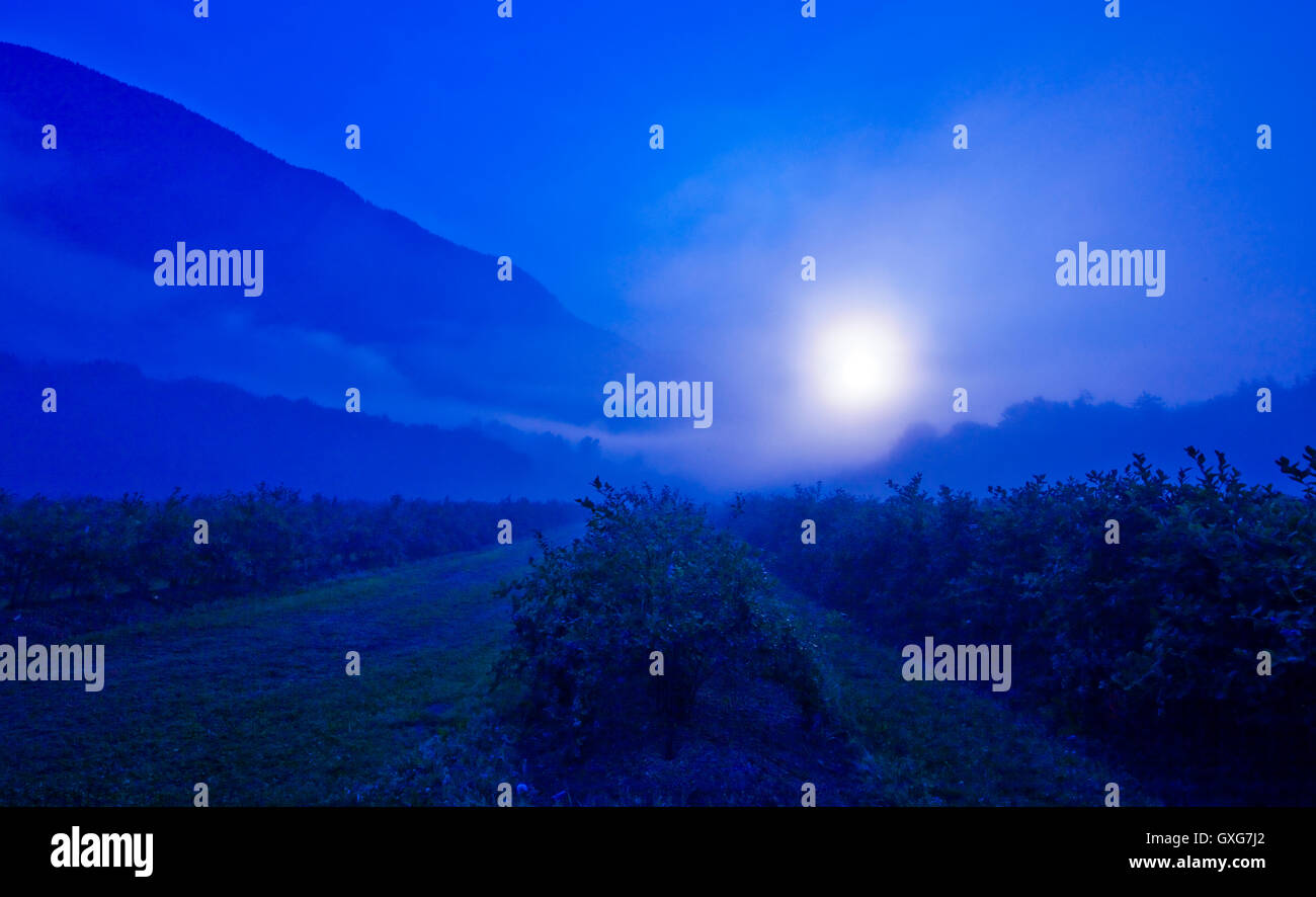 Blueberry bushes on farm at night Stock Photo - Alamy