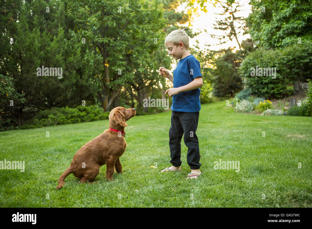 Caucasian boy training dog in grass Stock Photo - Alamy