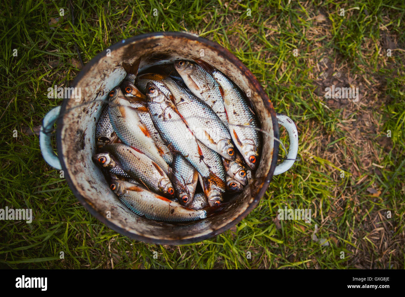 Bucket of fish on grass Stock Photo - Alamy