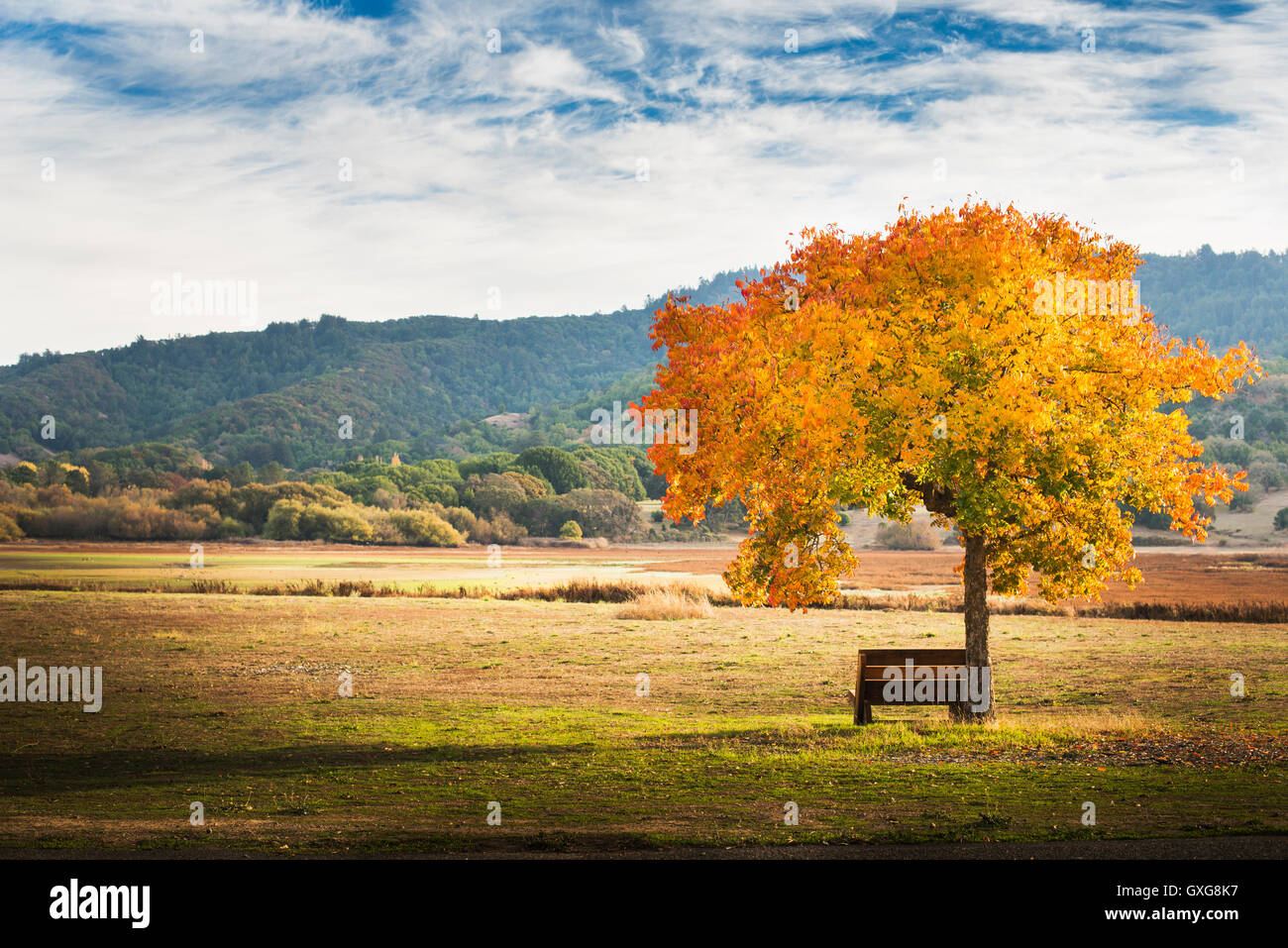 Bench under autumn tree in field Stock Photo - Alamy