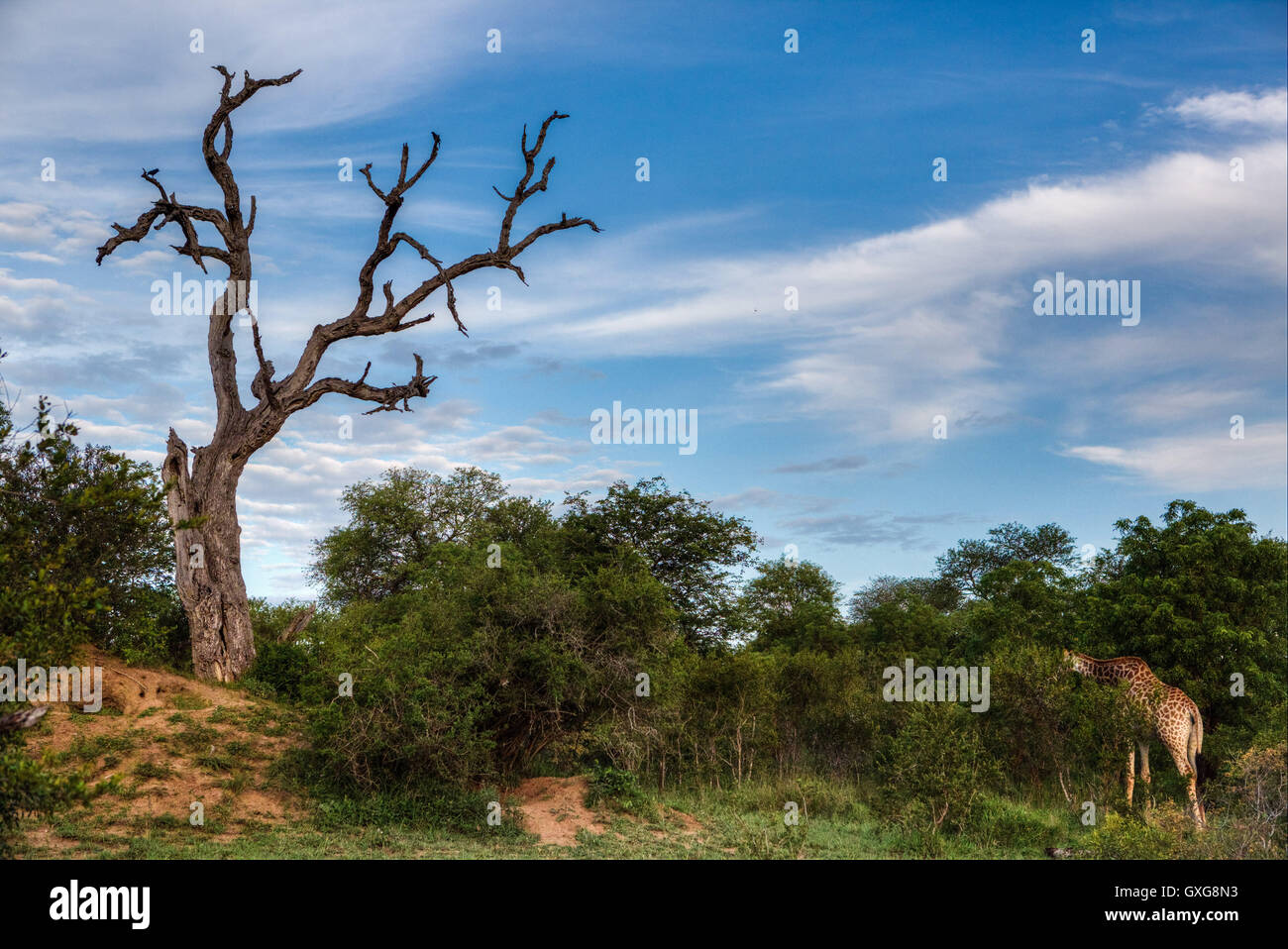 Dead giraffe hi-res stock photography and images - Alamy