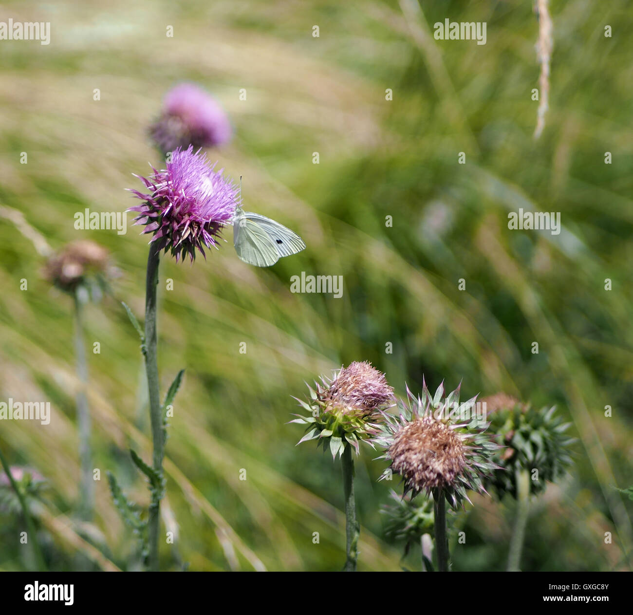 Butterfly on Purple Thistle Stock Photo - Alamy