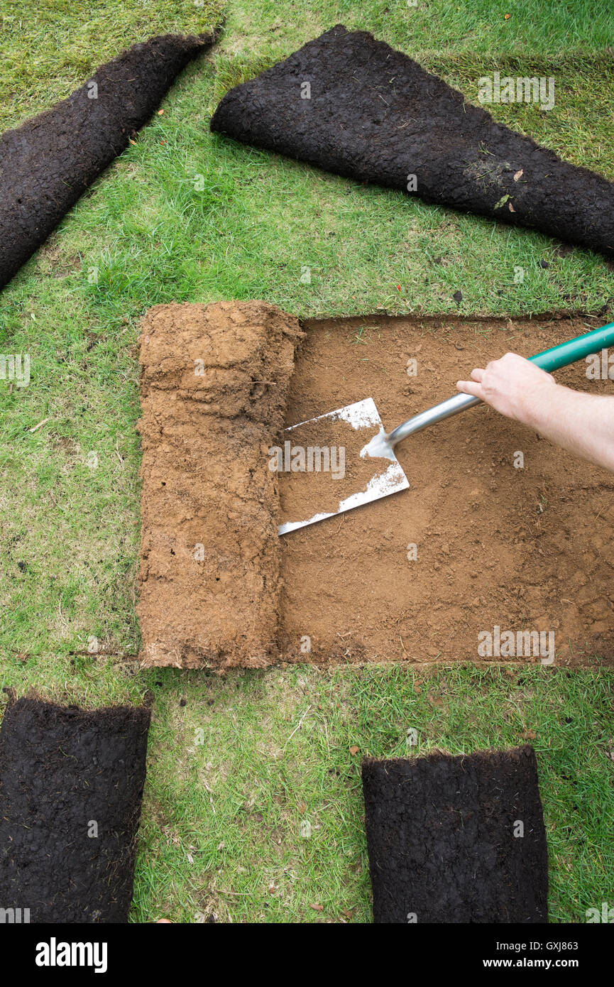 Cutting in new grass turf to repair a worn garden lawn. UK Stock Photo ...