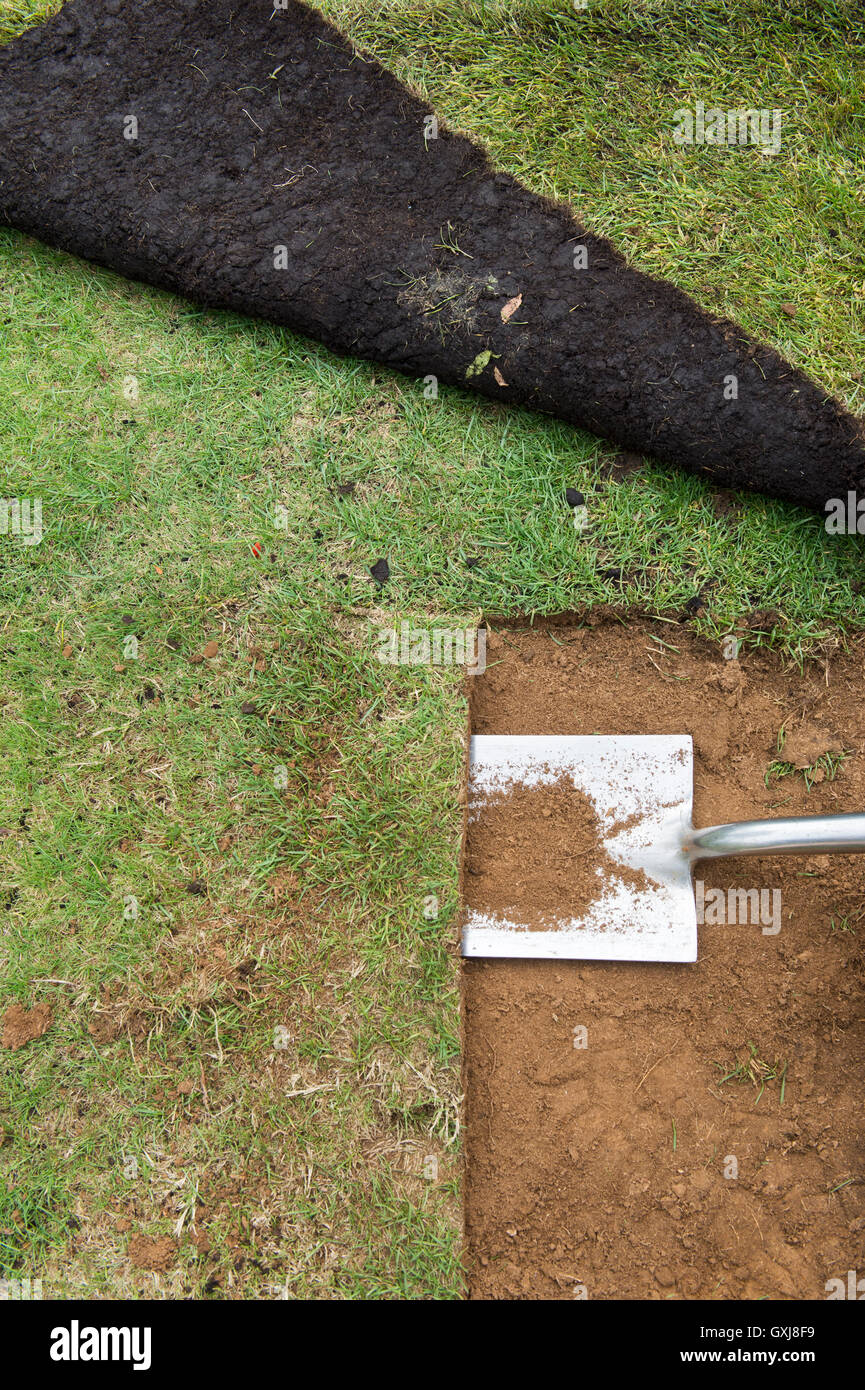 Cutting in new grass turf to repair a worn garden lawn. UK Stock Photo ...