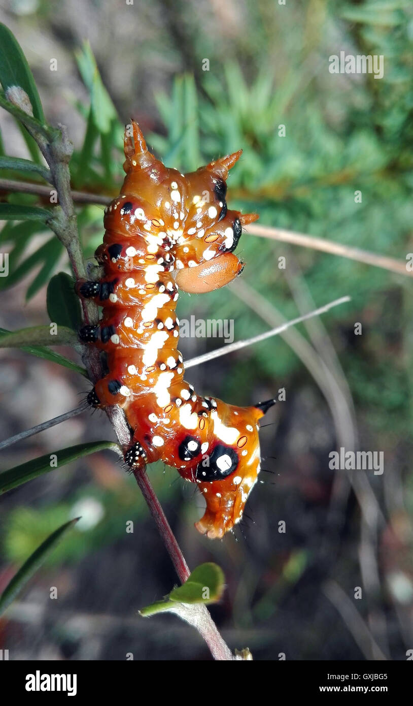 Spectacular Banksia Moth caterpillar (Danima banksiae) in open forest ...