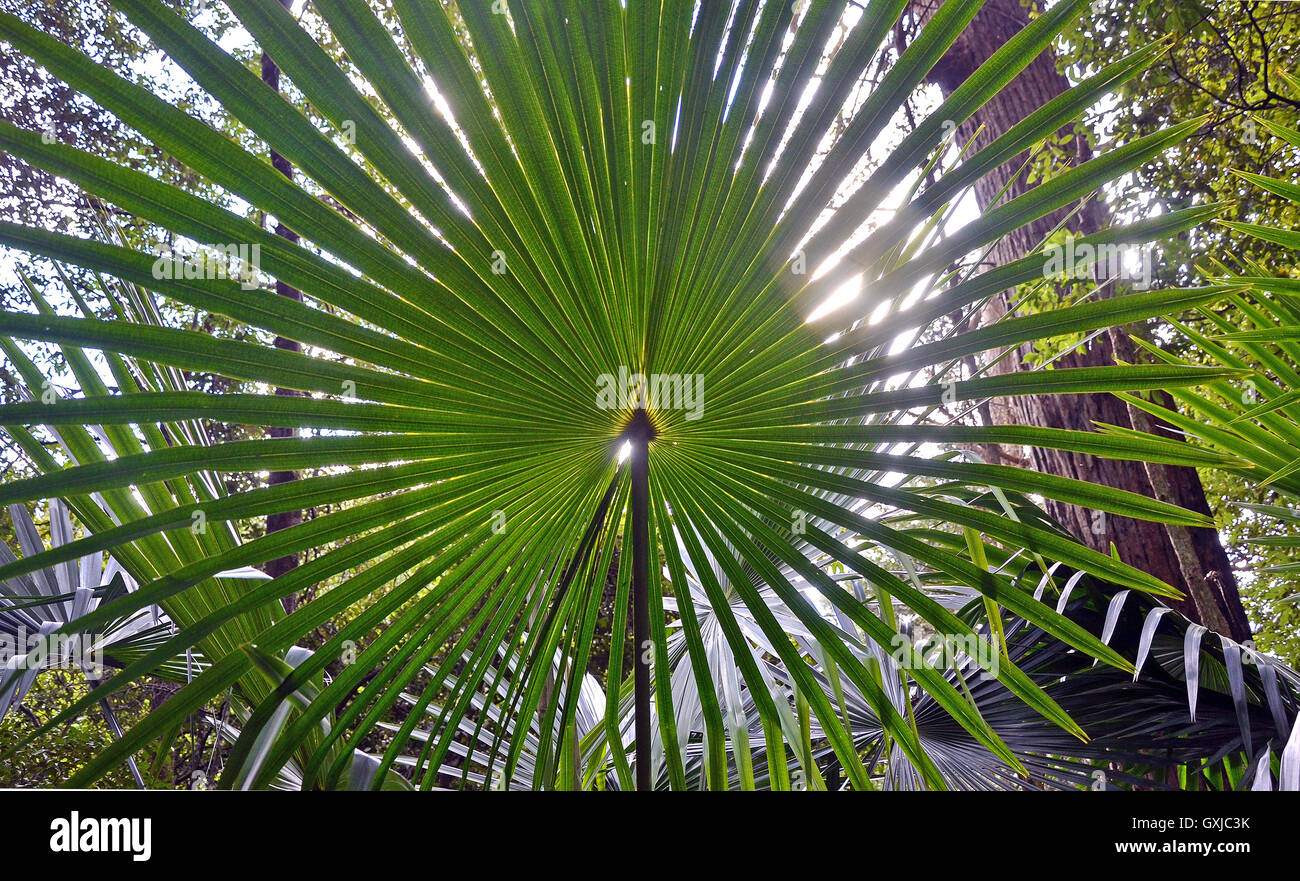 Back lit fan-shaped Cabbage Tree Palm Leaves (Livistona australis) in ...