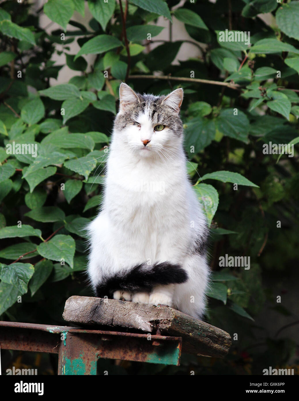 cat infected with feline herpesvirus - Feline viral rhinotracheitis or ...