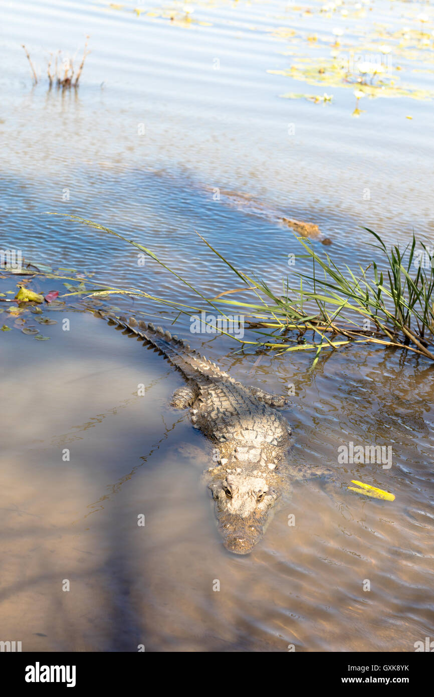 Sacred crocodile in Sabou, Burkina Faso, Africa Stock Photo - Alamy