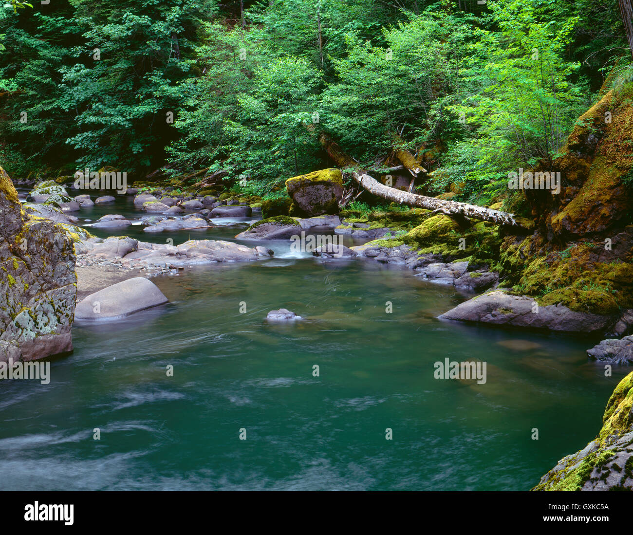 USA, Oregon, Willamette National Forest, Middle Santiam Wilderness, Middle Santiam River and ...