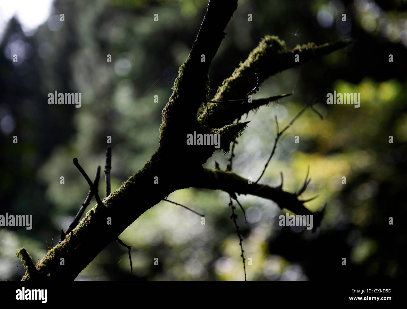 twig of a tree the woods Stock Photo - Alamy