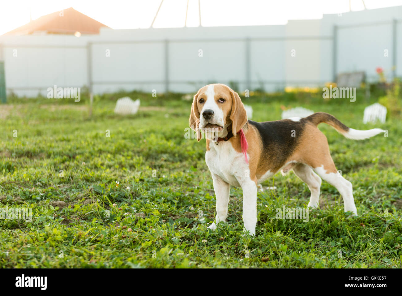 Cute beagle portrait Stock Photo - Alamy