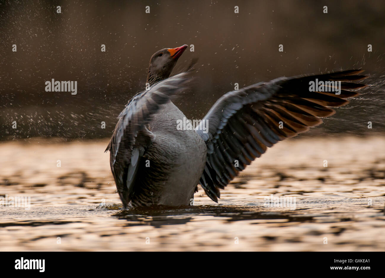 Greylag Goose Anser anser flapping loose water from wings after bathing ...