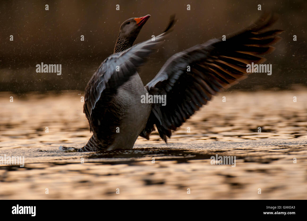 Greylag Goose Anser anser flapping loose water from wings after bathing ...