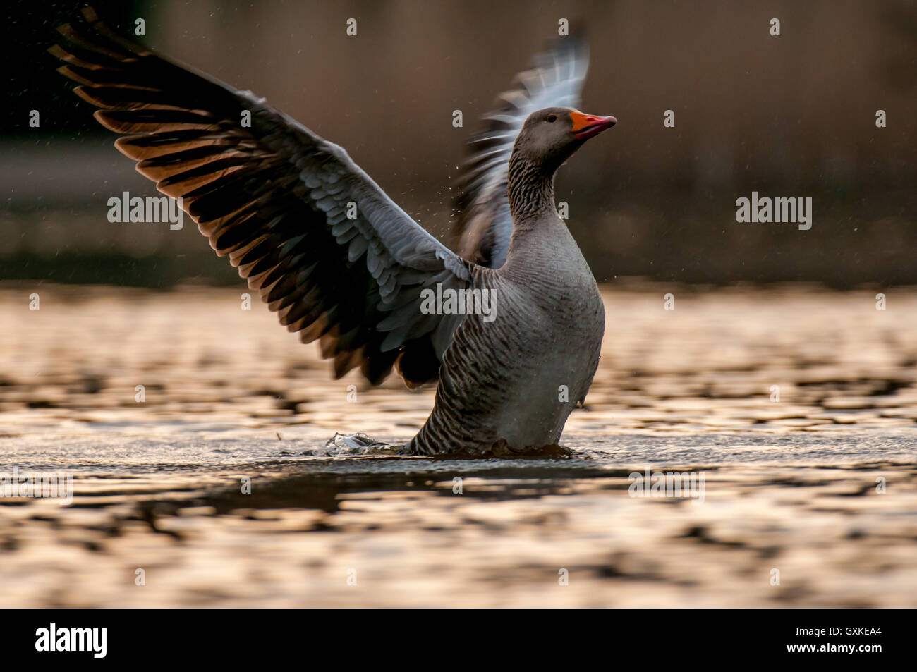 Greylag Goose Anser anser flapping loose water from wings after bathing ...