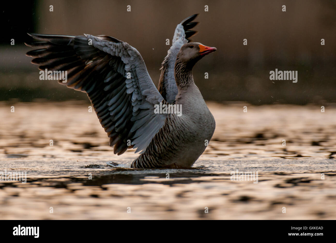 Greylag Goose Anser anser flapping loose water from wings after bathing ...