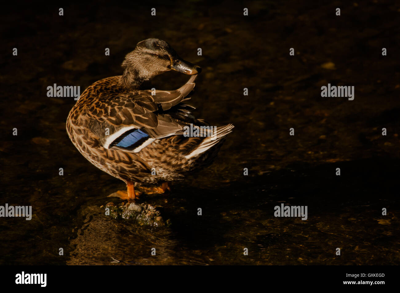 Female Mallard Anas platyrhynchos female preening, Essex, August Stock ...
