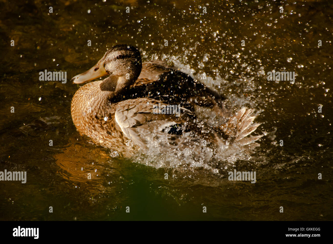 Mallard Anas platyrhynchos female bathing in small watercourse, Essex ...