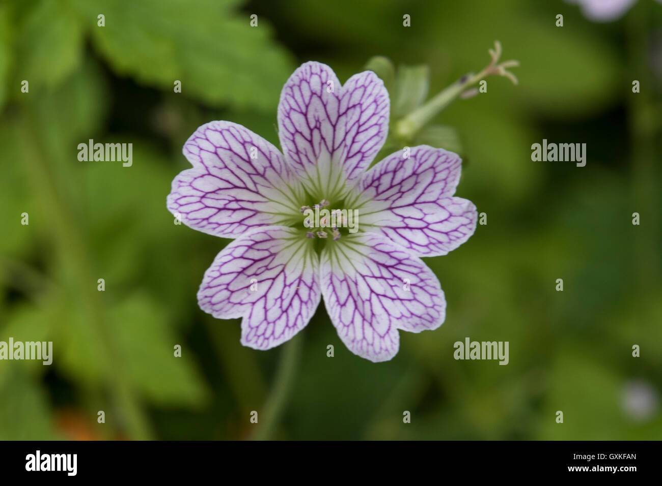 Pencilled hi-res stock photography and images - Alamy