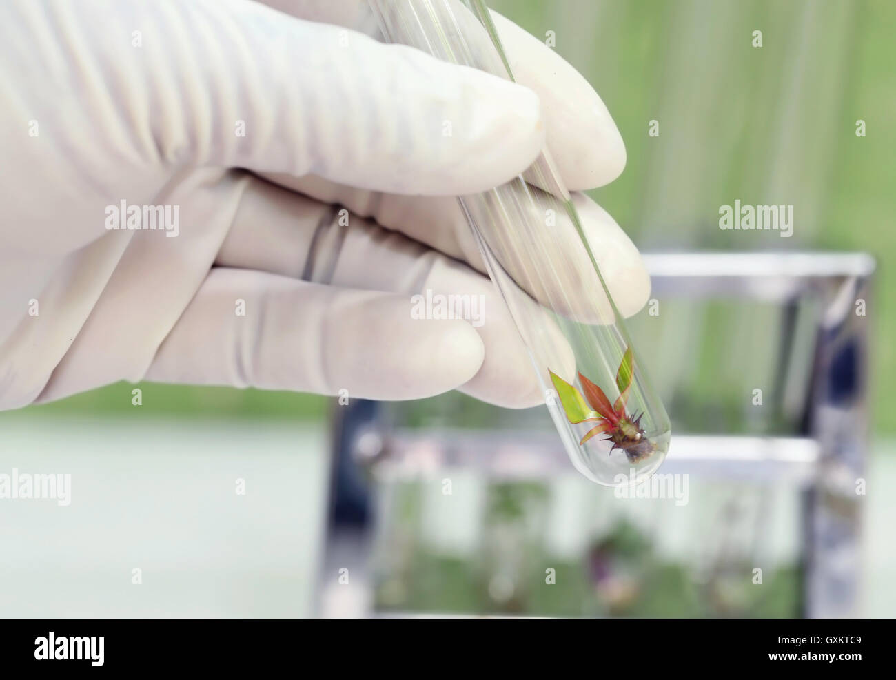 Plant tissue culture hi-res stock photography and images - Alamy
