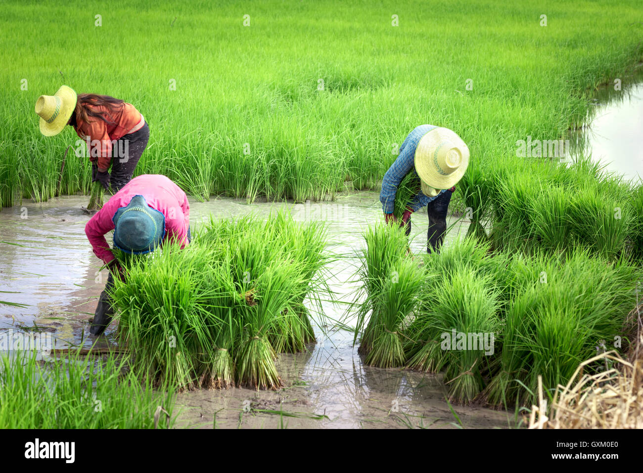 farmers transplant rice seedlings on the fields in rainy season Stock ...