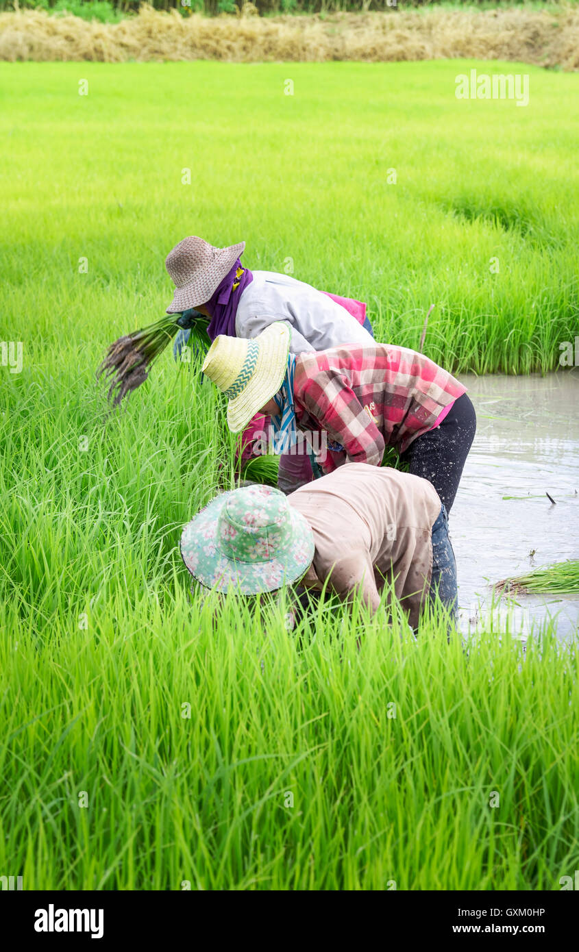 farmers transplant rice seedlings on the fields in rainy season Stock ...
