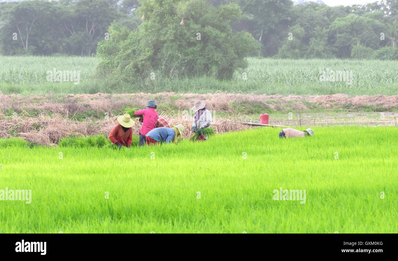 Nice field fresh yellow hi-res stock photography and images - Alamy