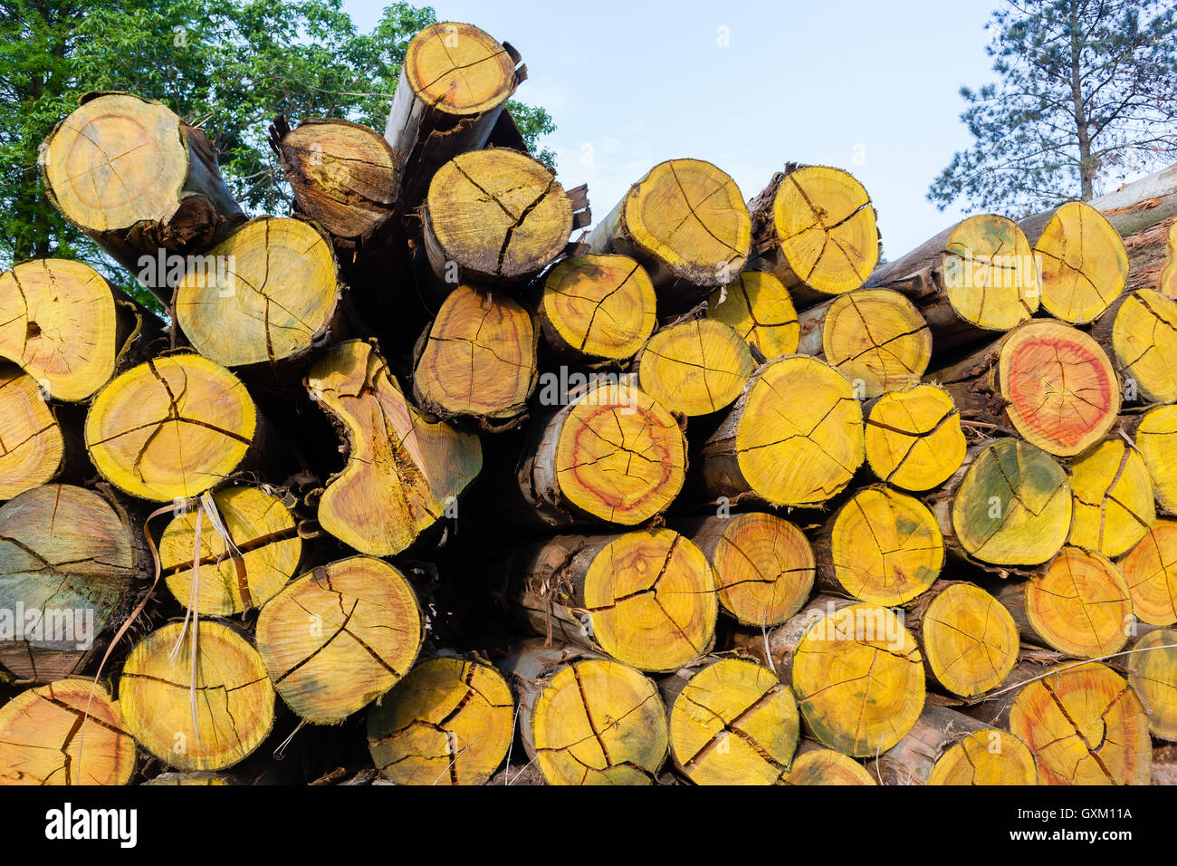 Trees cut logs stacked in countryside field closeup photo Stock Photo ...