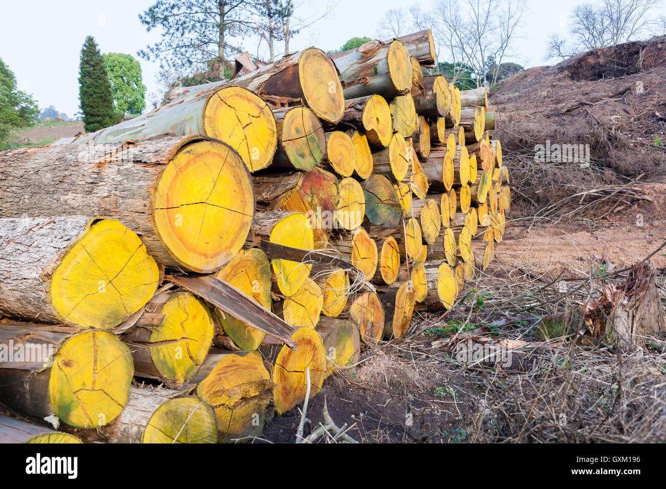 Trees cut logs stacked in countryside field closeup photo Stock Photo ...