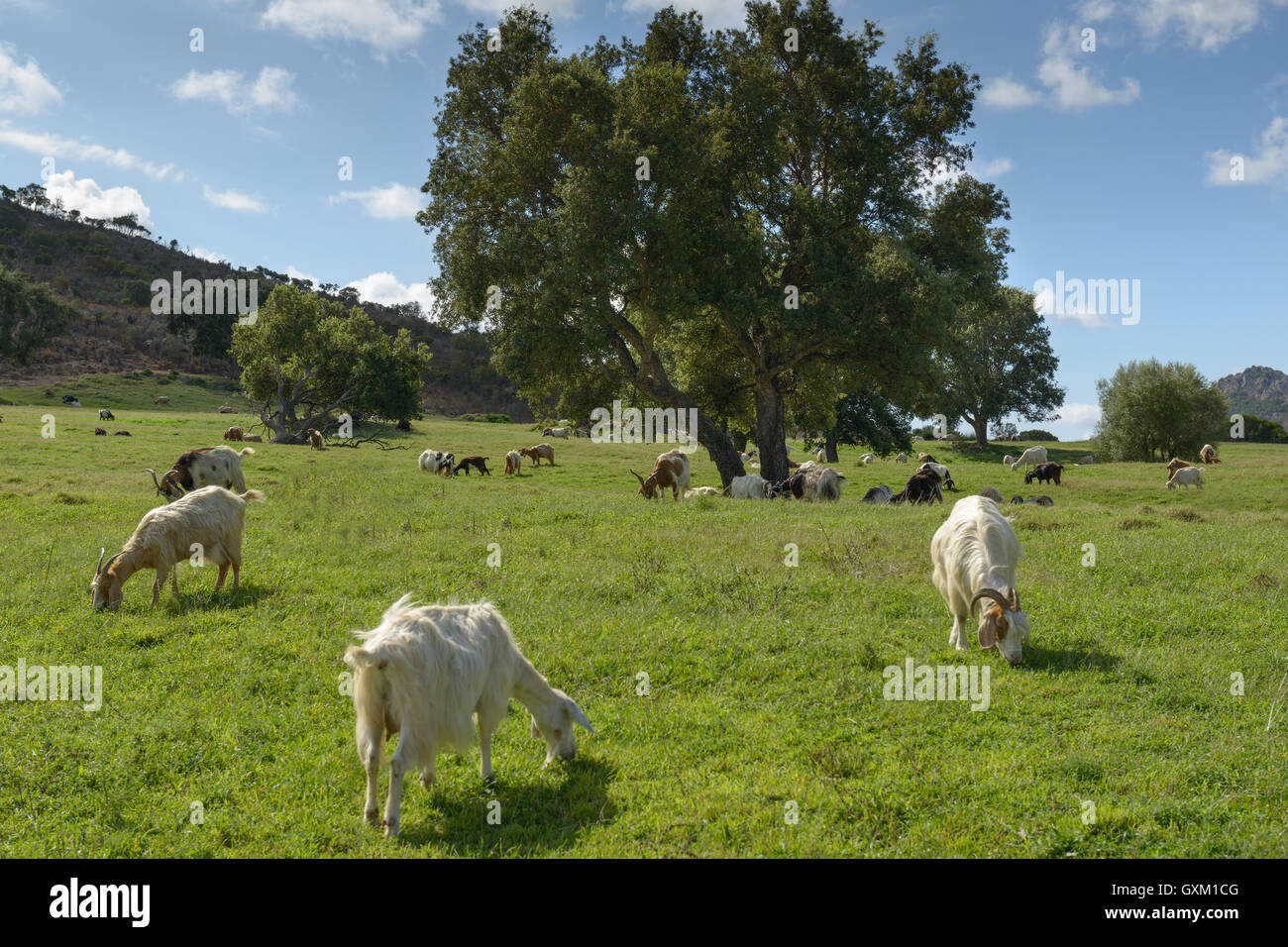 Goats grazing in green grassy field Stock Photo - Alamy