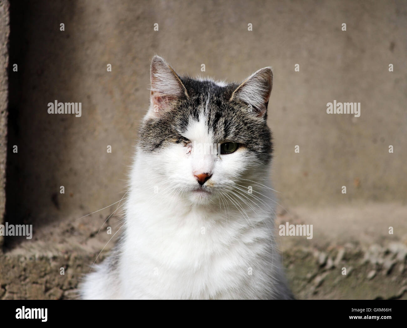 cat infected with feline herpesvirus - Feline viral rhinotracheitis or ...