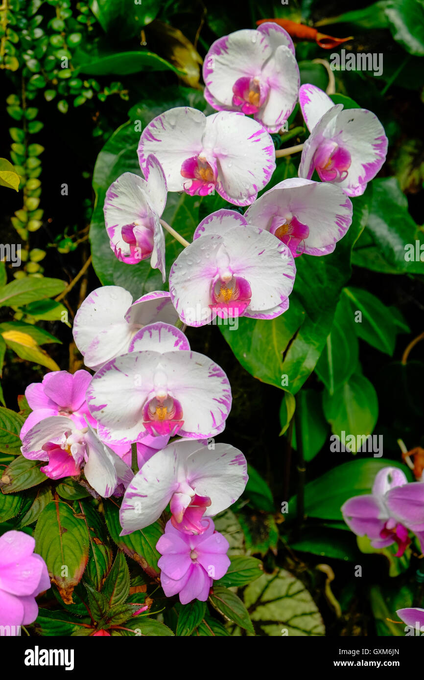 Cloud forest orchids hi-res stock photography and images - Alamy