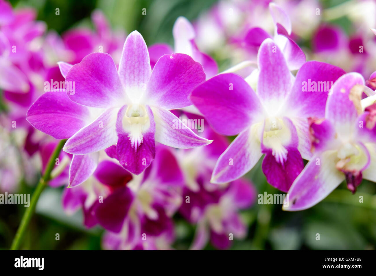 Singapore national flower hi-res stock photography and images - Alamy