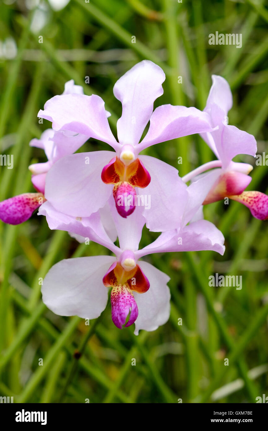 Singapore national flower hi-res stock photography and images - Alamy