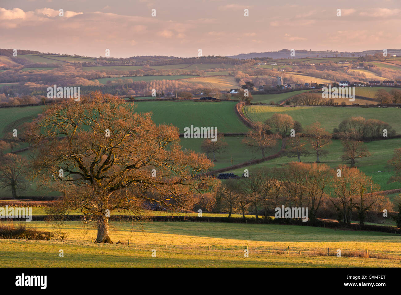 Golden evening sunlight warms the wintry Devon countryside, Copplestone ...