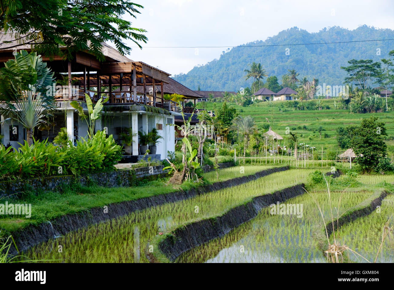 Hotel in rice fields, Bali Stock Photo - Alamy