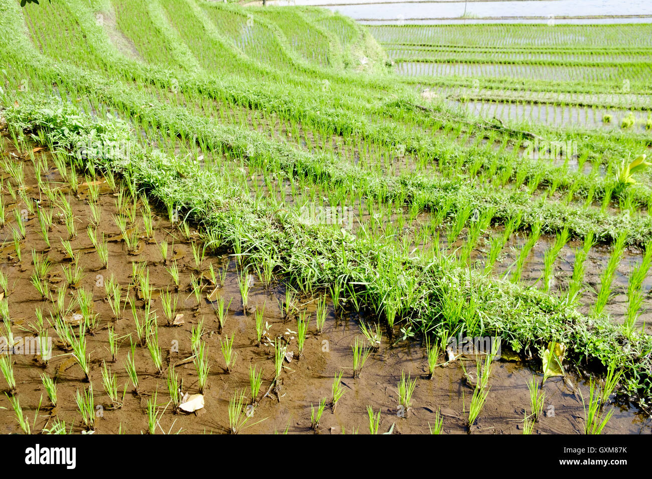 Paddy fields for rice production on Bali, Indonesia Stock Photo - Alamy